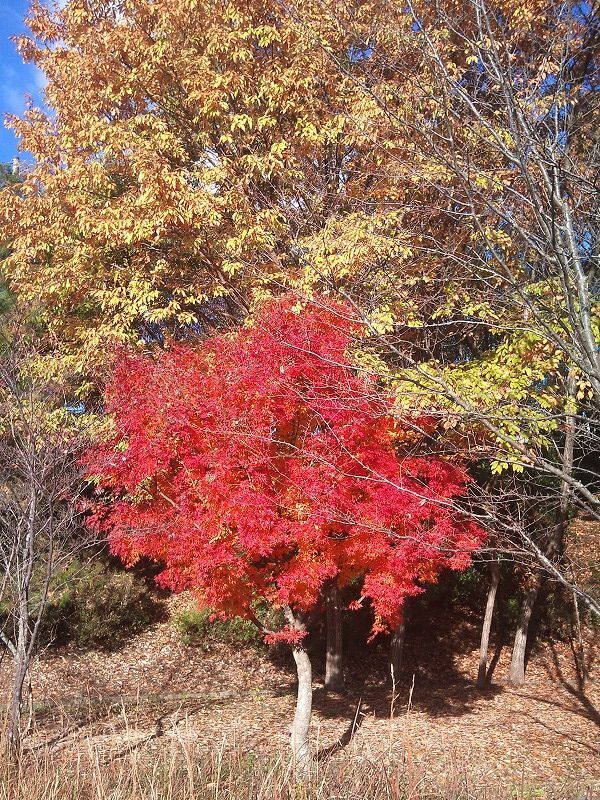 Xperia（so-01B）で撮ってみる 紅葉（2）: e-徒然草